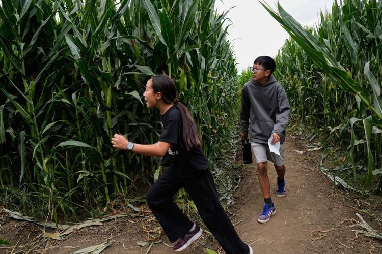 Giant Northern California corn maze lets visitors enjoy getting lost