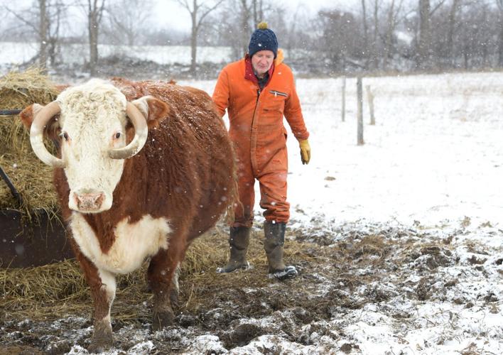 Hamilton-area cattle produce less methane, farmer says