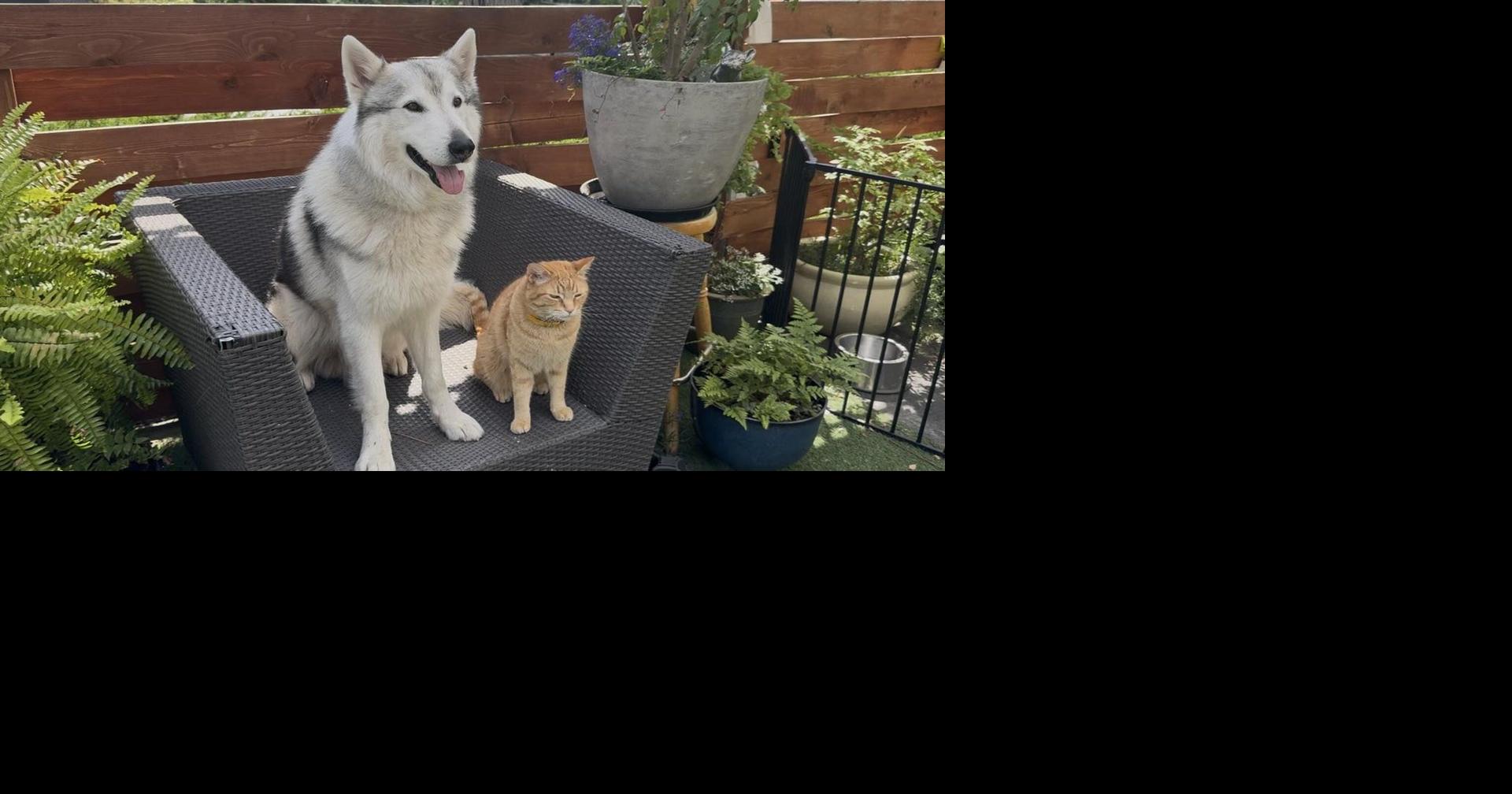 Canine Valley offers refuge for animals amid Squamish wildfire