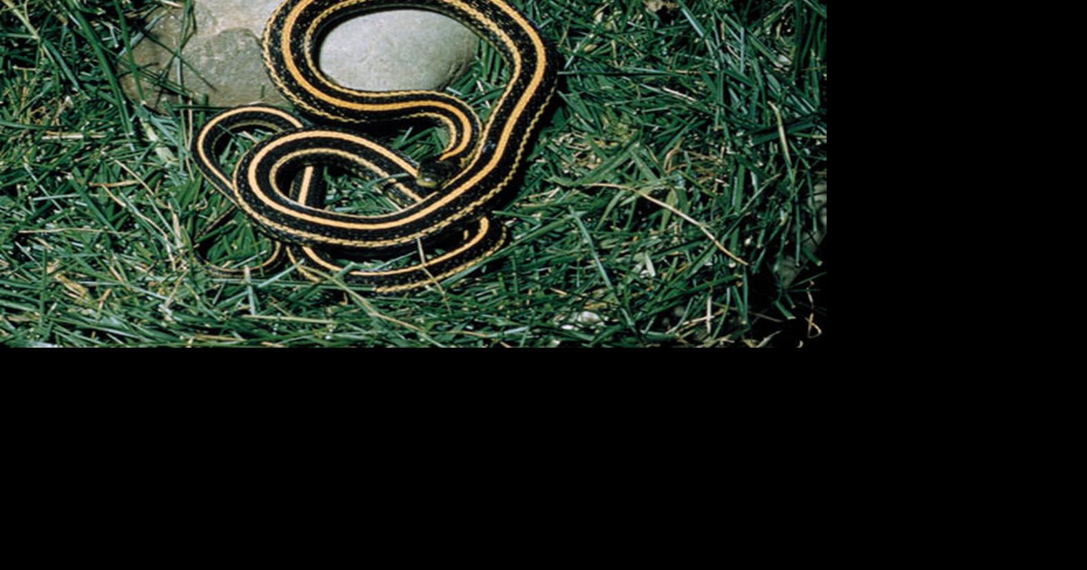 Snake migration season arrives in southern Saskatchewan