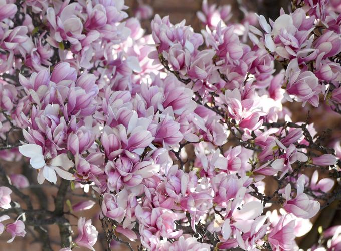 Catch short-lived Hamilton cherry blossom and magnolia bloom