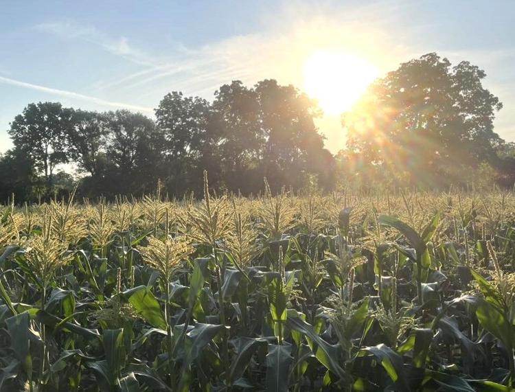 Sweet corn season starts in Haldimand-Norfolk