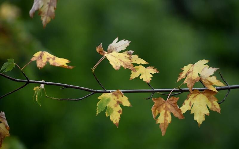 ‘Goldilocks kind of summer’: What is behind this longer, warmer ...