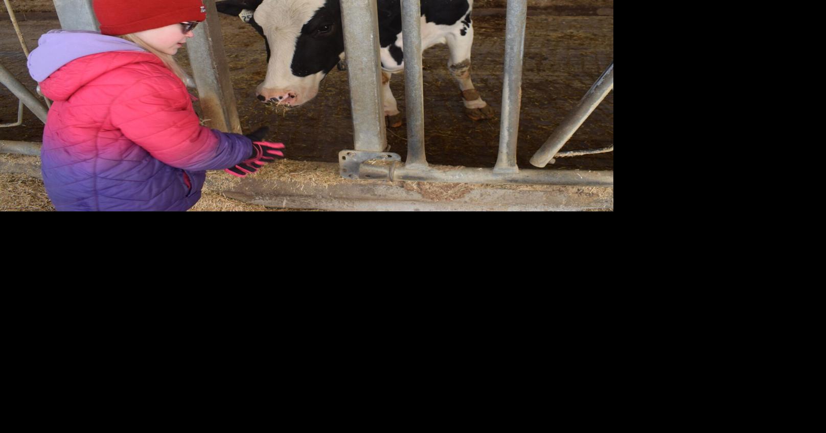 Hundreds of families attend Ancaster-area dairy farm open house