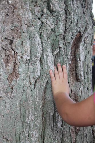 Heritage tree officially recognized in Dunnville's Thompson Creek Eco ...