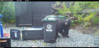 Ucluelet was the deadliest community in B.C. for black bears in 2025