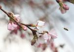 Cherry blossoms are at peak bloom in Hamilton