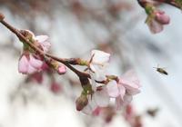 Cherry blossoms are at peak bloom in Hamilton