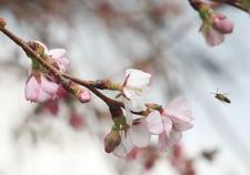 Cherry blossoms are at peak bloom in Hamilton