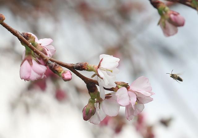 Cherry blossoms are at peak bloom in Hamilton