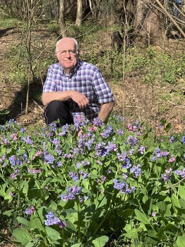 Oaks, asters and 6 other 'keystone' native species to plant for ...