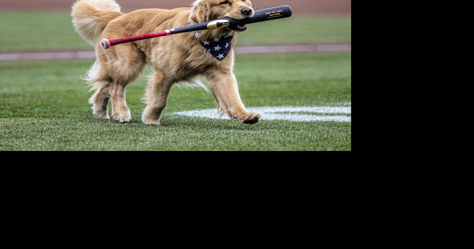 Nationals' bat-retrieving dog Bruce laps up pregame attention, makes ...