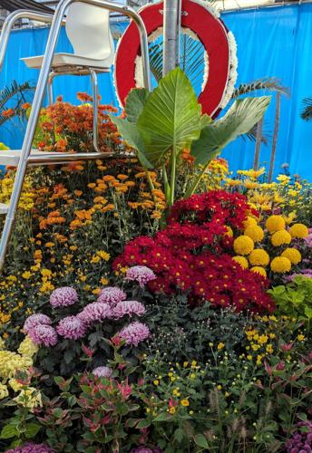 Dive into the mum show