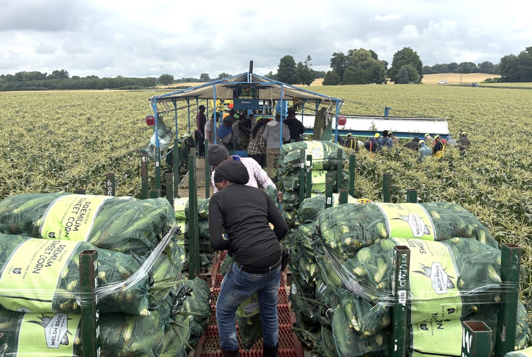 Sweet corn season starts in Haldimand-Norfolk