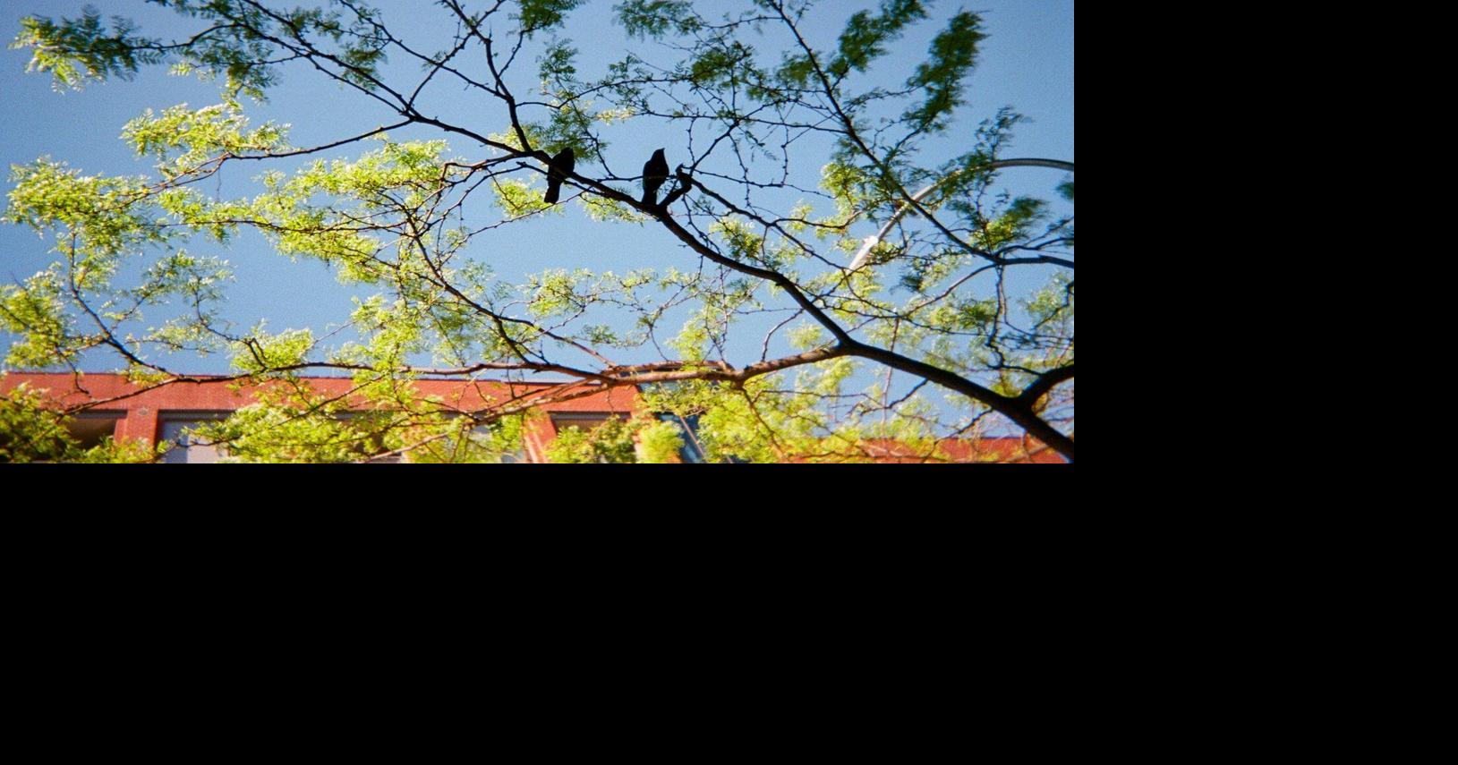 Two little birds sitting in a tree K-I-S-S-I-N-G
