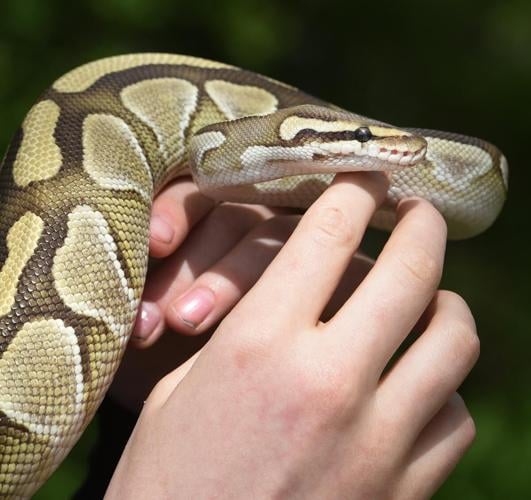 Morgan Baker takes a walk around Dundas, with her two-year-old ball ...