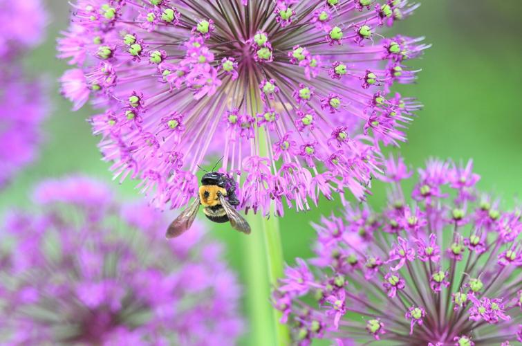 Hamilton-area Today: Local news this morning