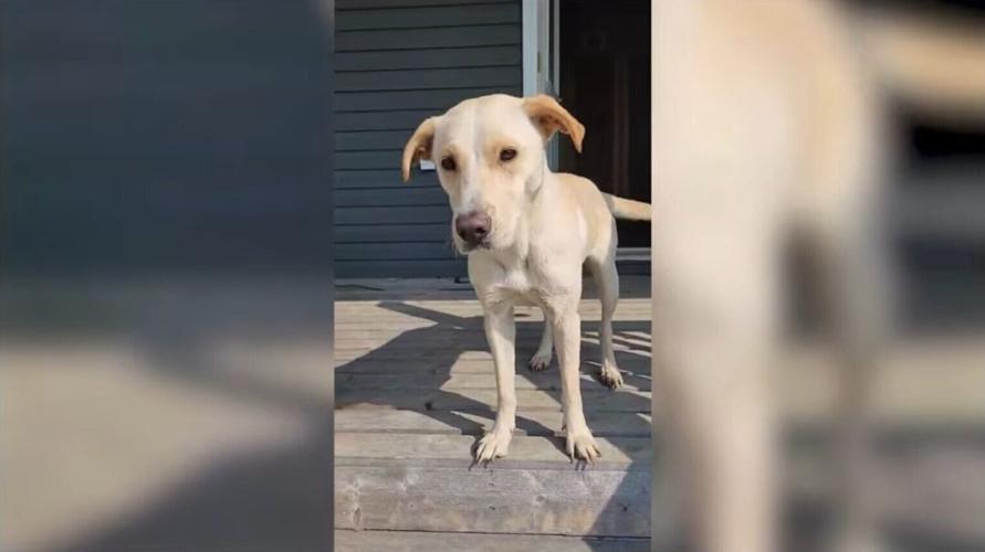Toronto man loses bid to get dog back in viral animal abuse case