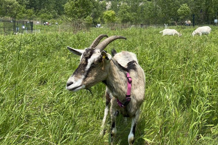Grazing goats provide low-tech solution to Toronto park's invasive ...