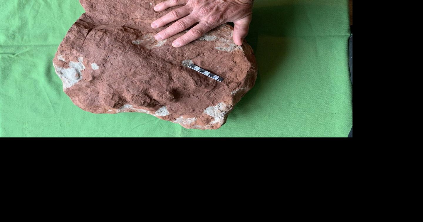 P.E.I. fossil hunter finds animal footprint estimated at 290 million ...
