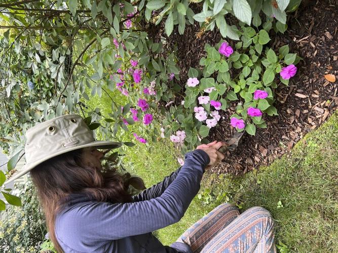 Gardening's hidden benefits: How digging in the dirt could bolster ...