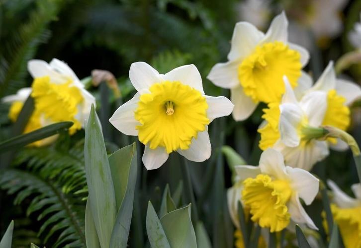 Spring Tide Bulb Show brings cottage country to Gage Park