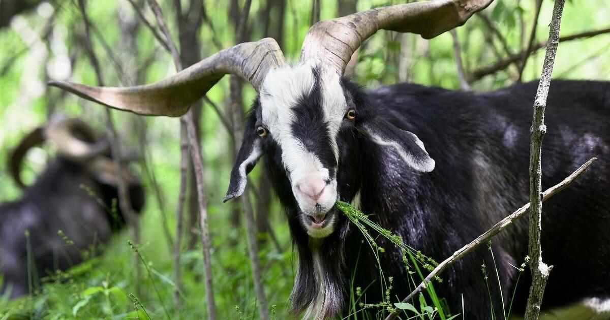 Eco-goats trying to graze the way to help Hamilton Naturalists’ Club ...