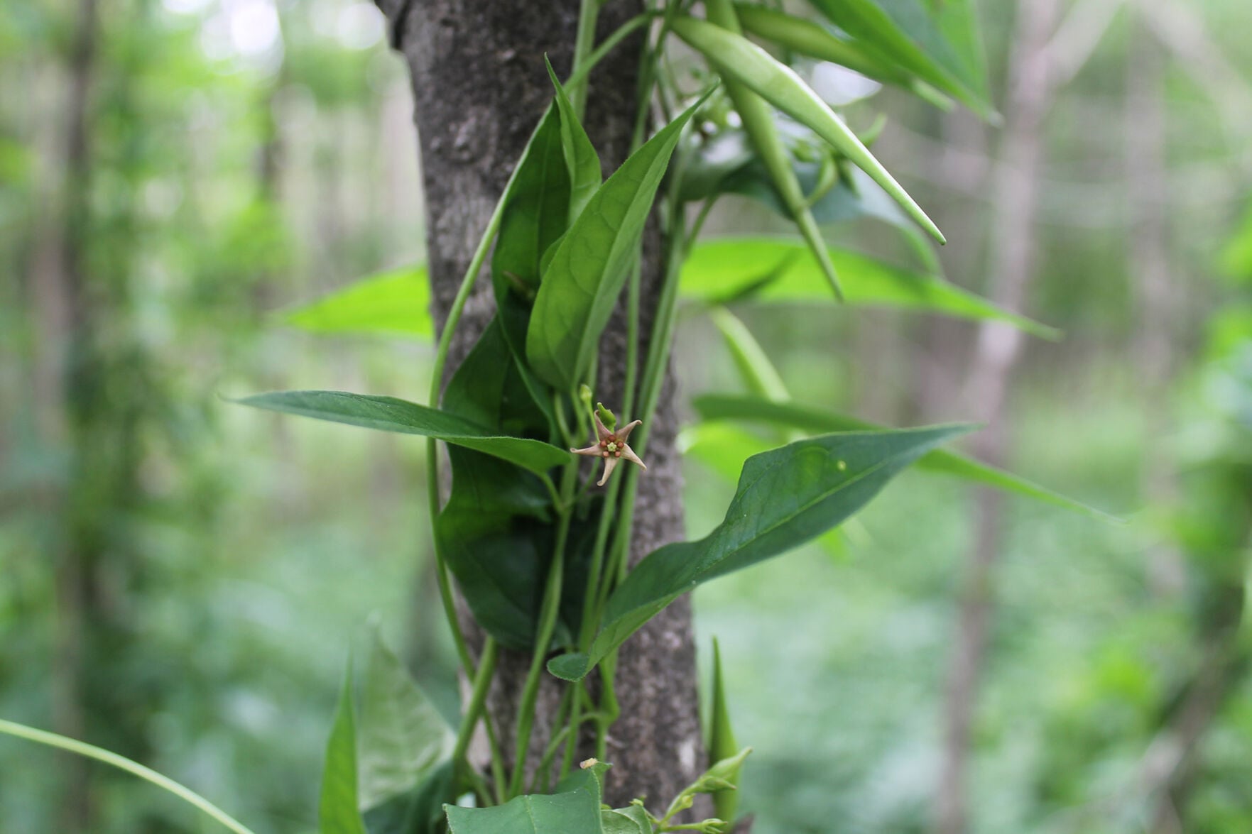 Invasive vine sheds seeds across southern Ontario