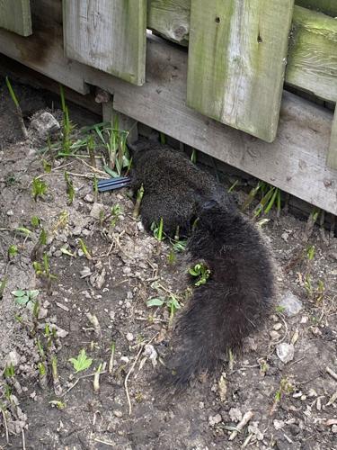Opossum recovering after being shot with crossbow