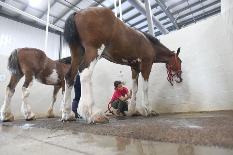 Guide to fall fairs in Hamilton area