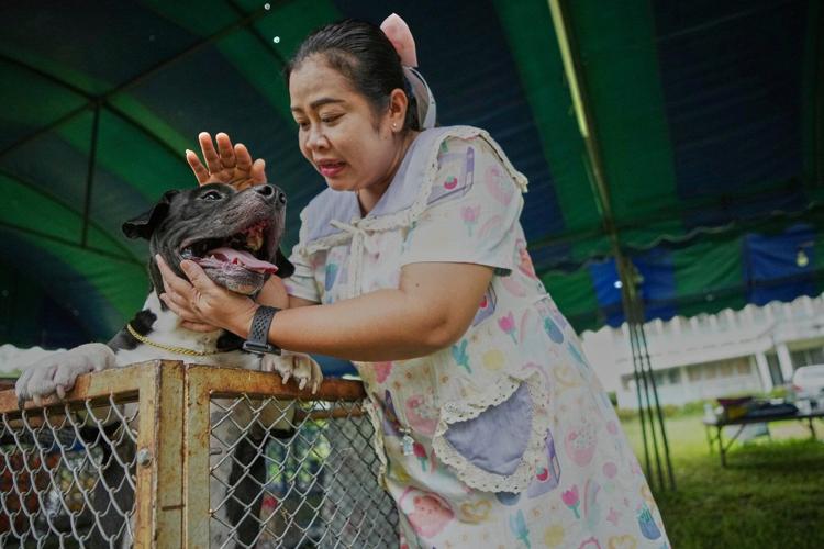Thailand sets up safe spaces for pets whose owners fled border violence