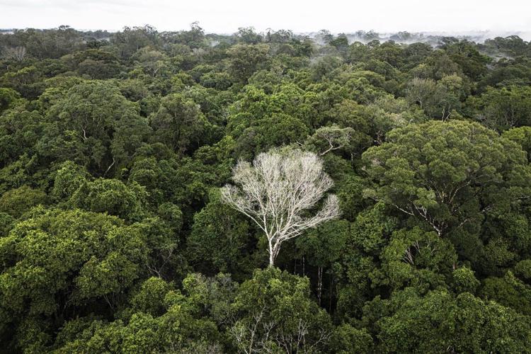 What would happen if the Amazon rainforest dried out? This decades-long ...