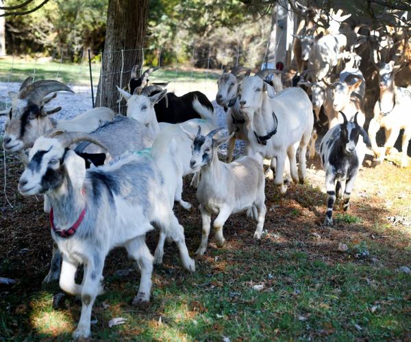 Goats tackle invasive plants in Hamilton