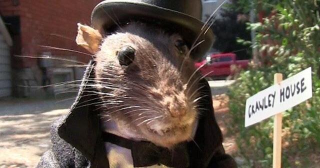 A Downton Abbey spoof with rats now a book - "Downton Alley, a Rat Tale ...
