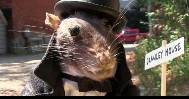 A Downton Abbey spoof with rats now a book - "Downton Alley, a Rat Tale ...