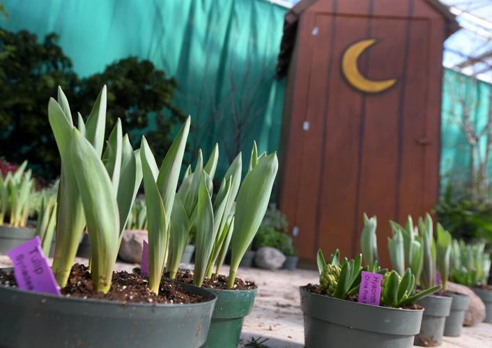 Spring Tide Bulb Show brings cottage country to Gage Park