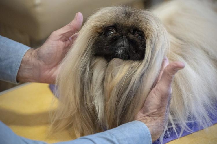 What makes a dog a winner? A Westminster Kennel Club judge explains