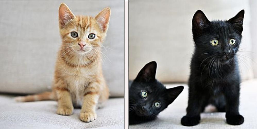 National Kitten Day shines a spotlight on abandoned felines
