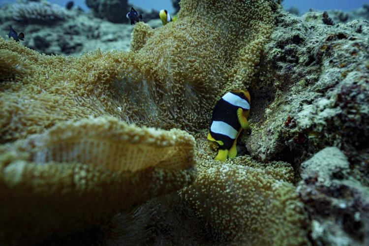 In disaster-prone Vanuatu, photos show sea animals returning to ...