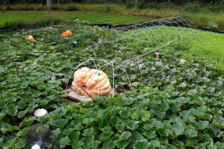 How to grow a giant pumpkin, with help from science