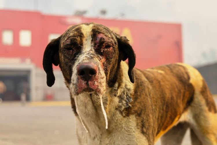 As fires in Chile burn, a mobile clinic fights to save furry survivors