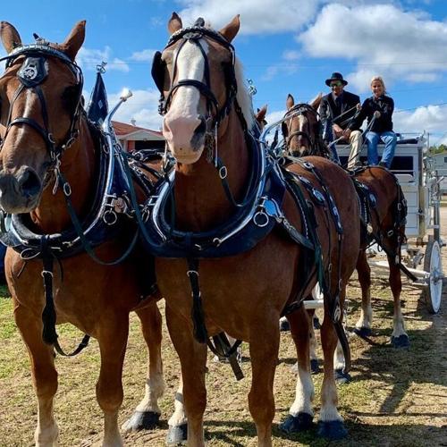 Norfolk Country Fair and Horse Show kicks off fall season