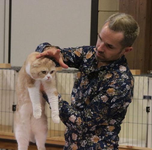 Hamilton Cat Fanciers annual show returns to Ancaster Fairgrounds