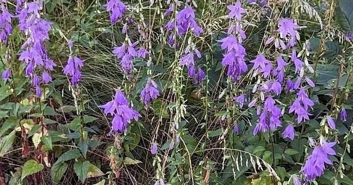 Invasive bellflower is everywhere — don’t let it take over