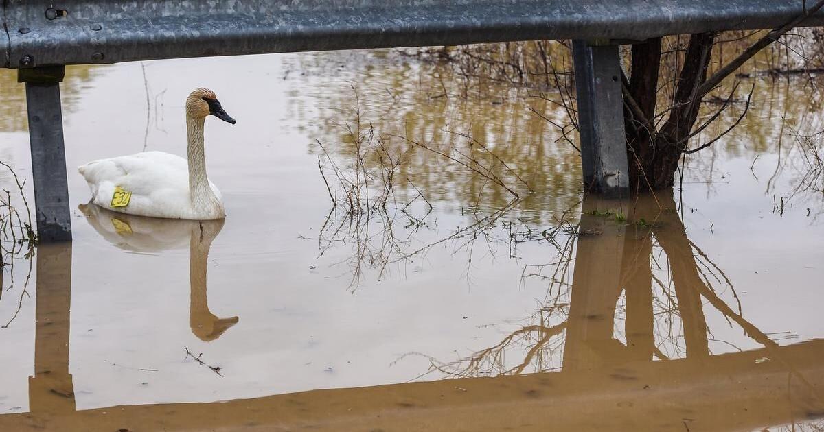Springtime rain brings seasonal watershed problems — Hamilton flood watch