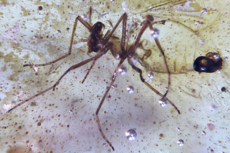 Discovery of insects trapped in amber sheds light on ancient Amazon ...