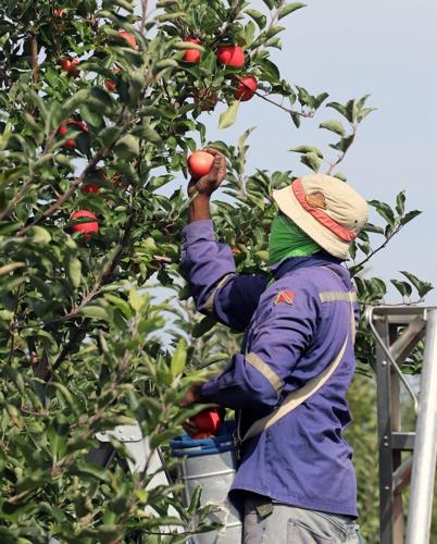 Apples aplenty in Norfolk County: Yields up 15 to 18 per cent over last ...