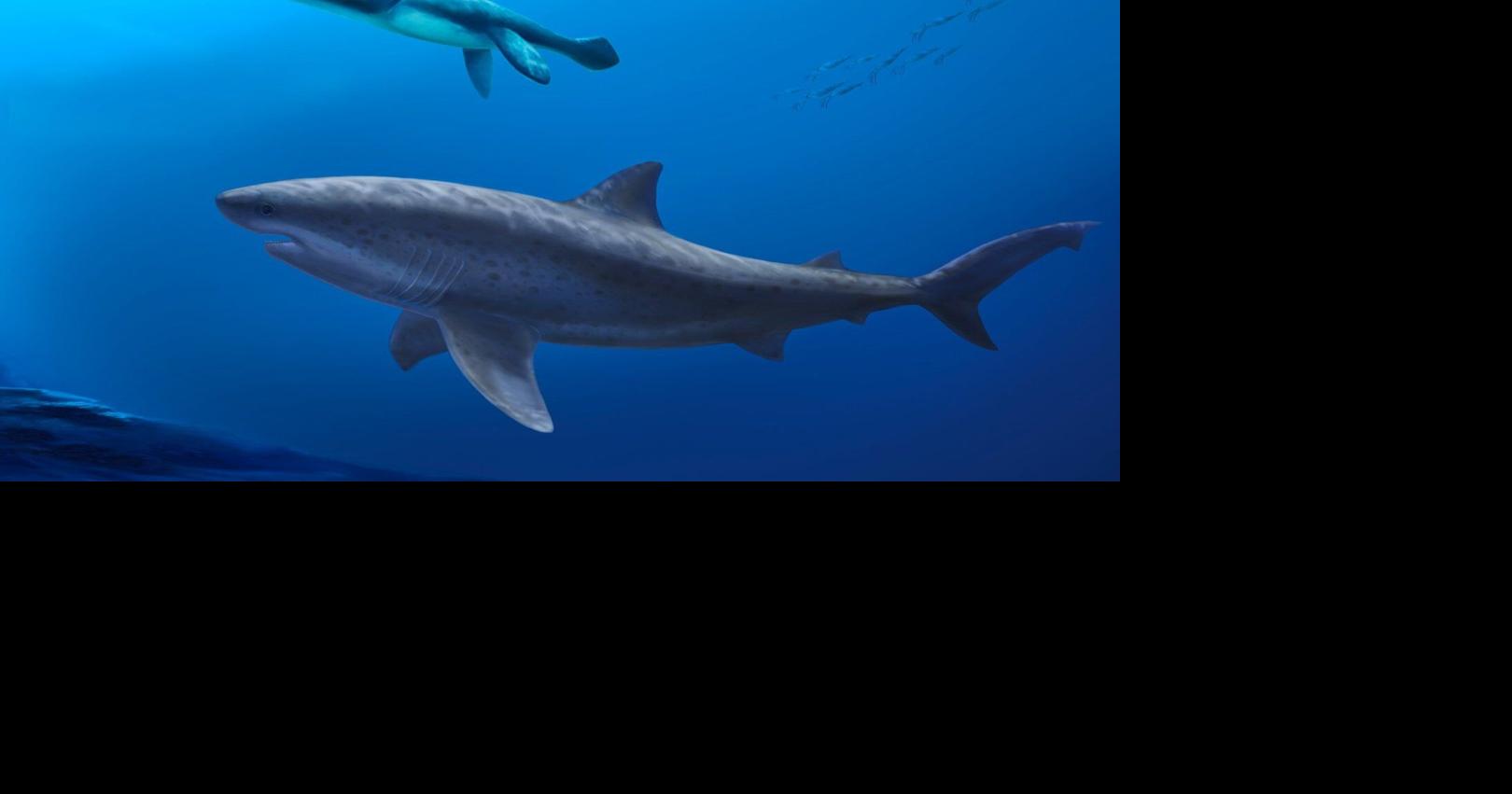 Before megalodon, researchers say a monstrous shark ruled ancient ...