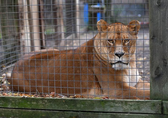Killman Zoo owners respond to critical report