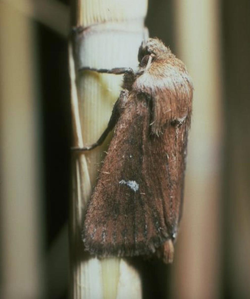 What are invasive phragmites and how are we to control them?